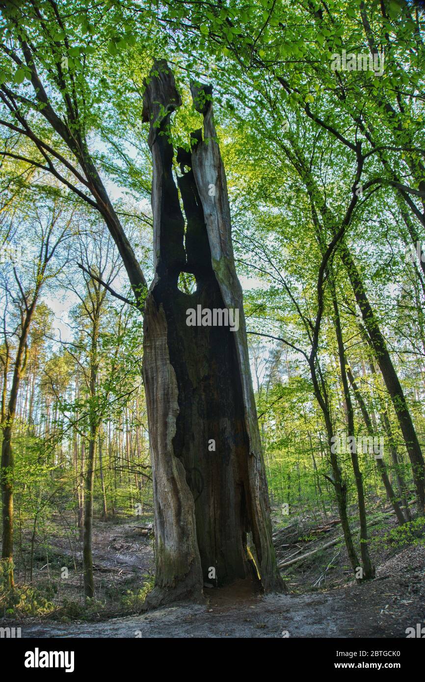 Big wooden trunk hi-res stock photography and images - Alamy