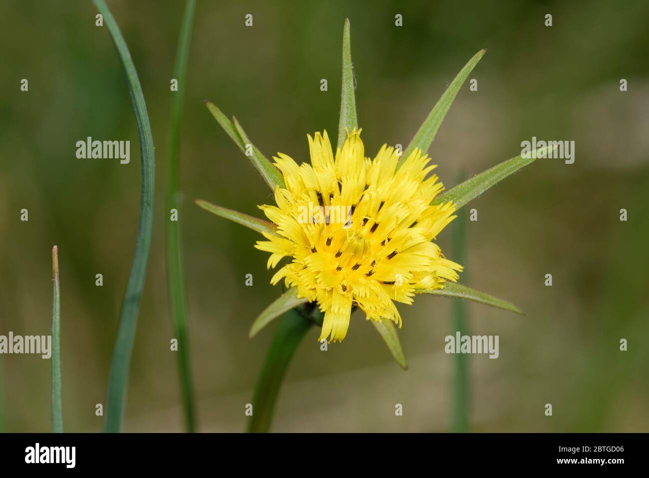 Goatsbeard - Tragopogon pratensis Also known as Jack-go-to-bed-at-noon ...