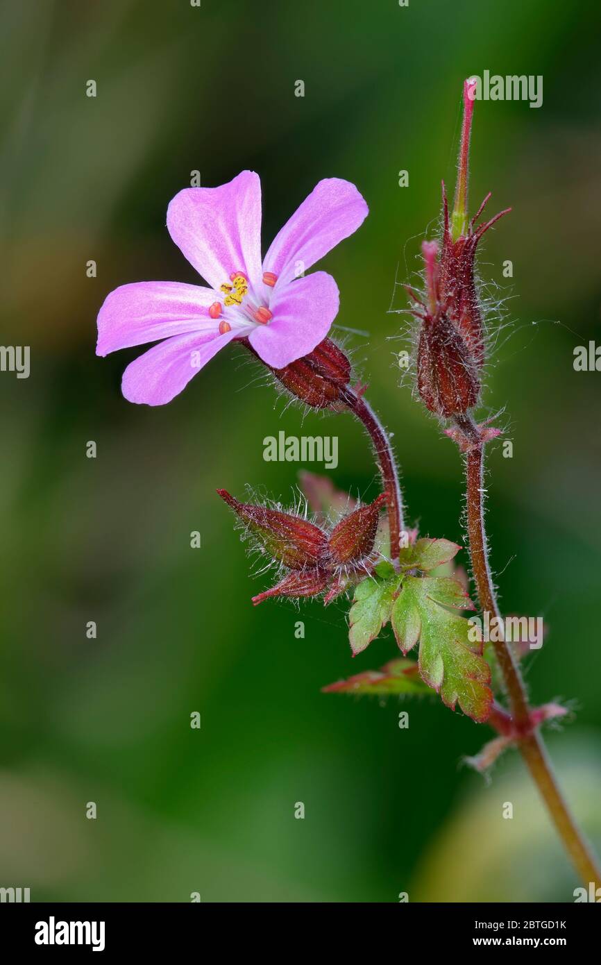 Geranium robertianum seed hi-res stock photography and images - Alamy