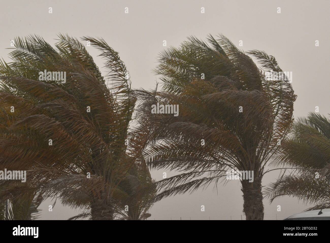 Hurricane tropical storm coconut palm tree leaves Stock Photo - Alamy
