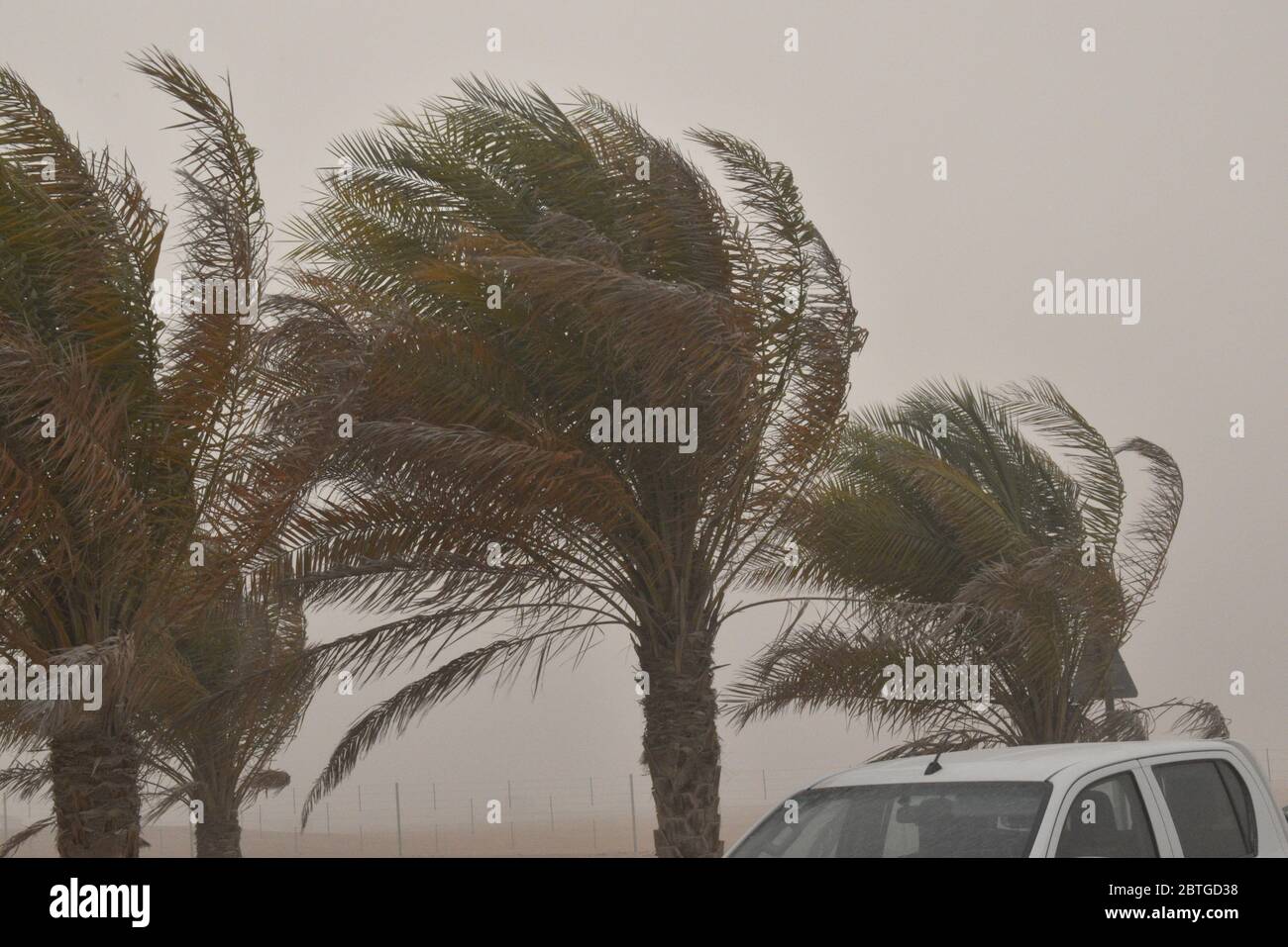 Hurricane, palm tree hi-res stock photography and images - Alamy