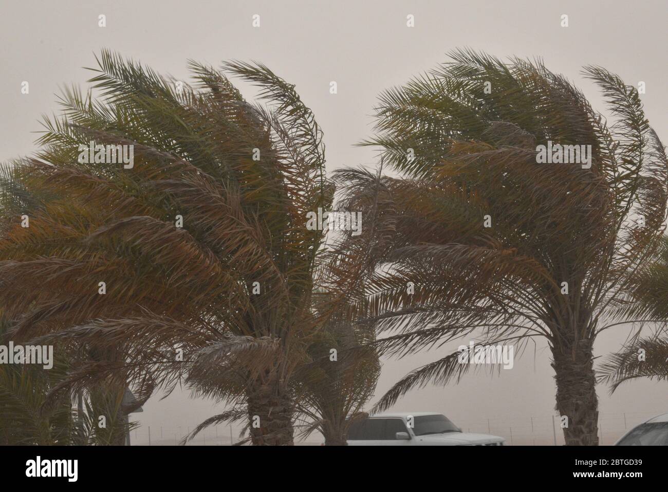 Hurricane tropical storm coconut palm tree leaves Stock Photo - Alamy