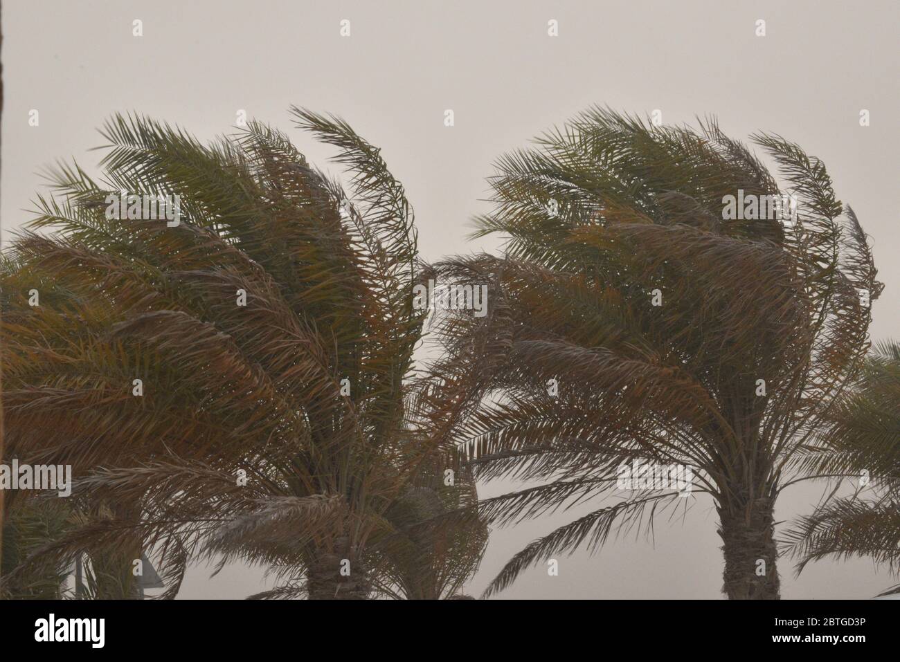 Hurricane tropical storm coconut palm tree leaves Stock Photo - Alamy