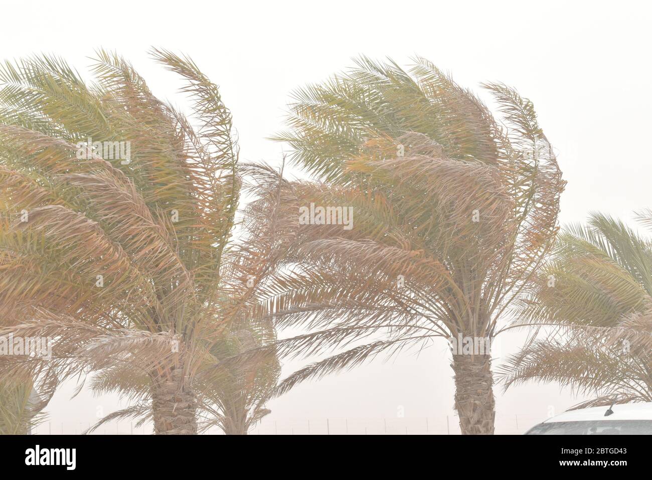 Hurricane tropical storm coconut palm tree leaves Stock Photo - Alamy