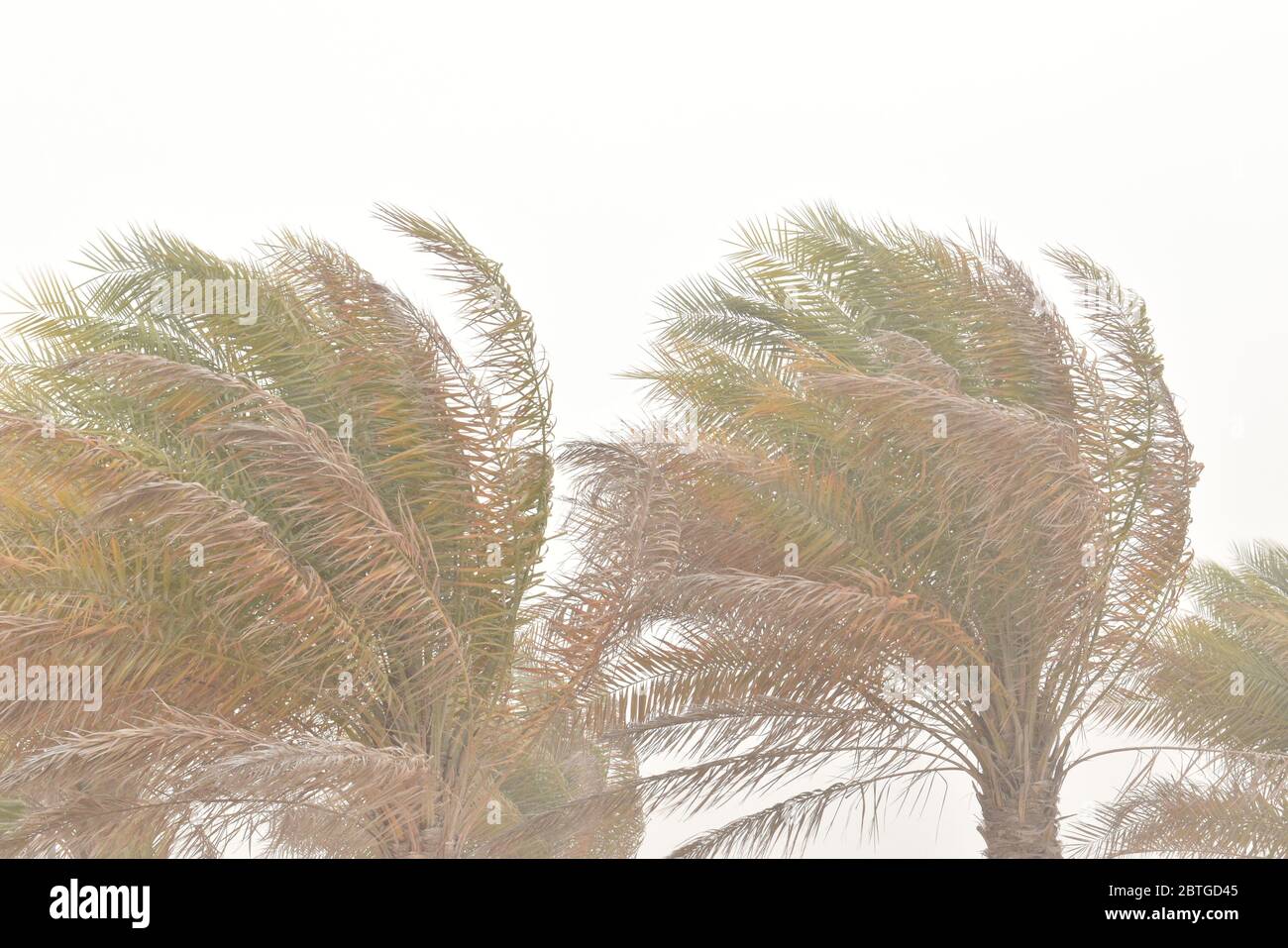 Hurricane, palm tree hi-res stock photography and images - Alamy