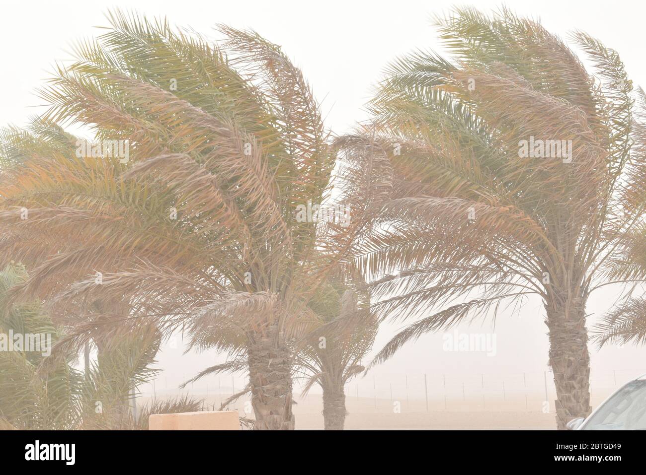 Hurricane tropical storm coconut palm tree leaves Stock Photo - Alamy