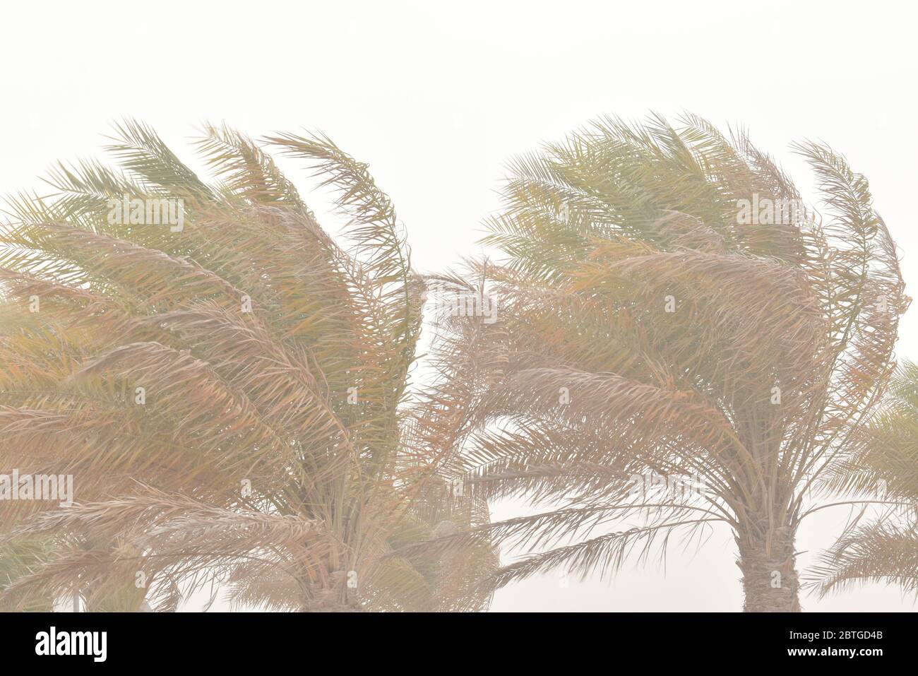 Hurricane tropical storm coconut palm tree leaves Stock Photo - Alamy