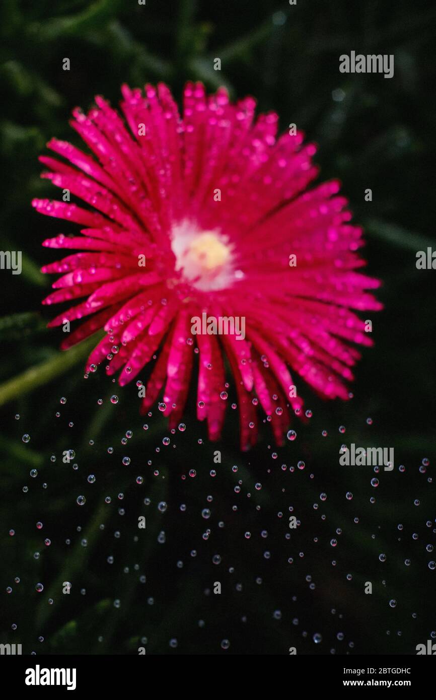 Nature in full bloom Stock Photo - Alamy