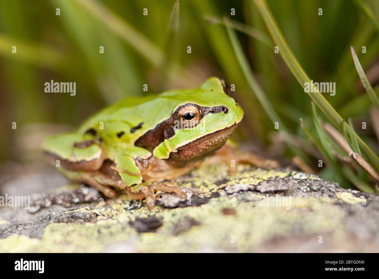 An european tree frog (Hyla arborea) photographed in Serra da Estrela ...