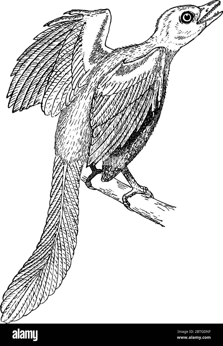 The typical representation of the most primitive bird, Archaeopteryx ...