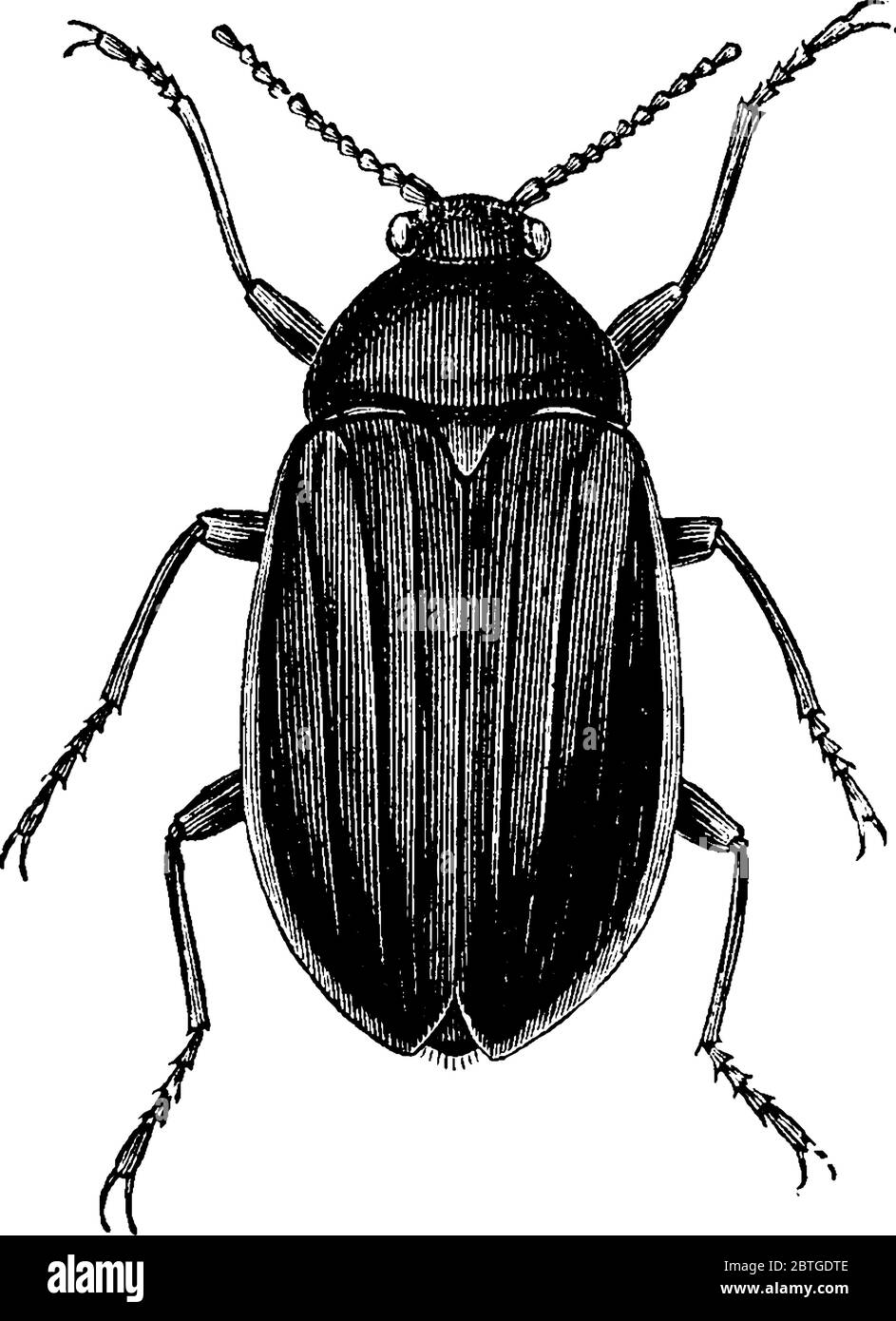 Black Beetle Insect Drawing