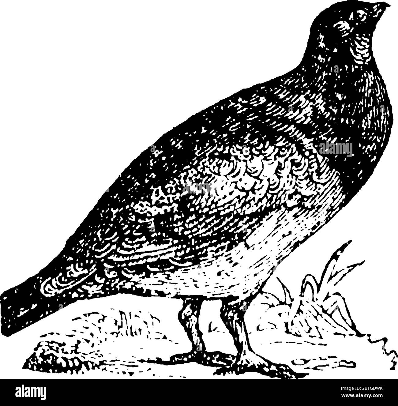 A side view of grouse bird with feathered legs, and medium body ...