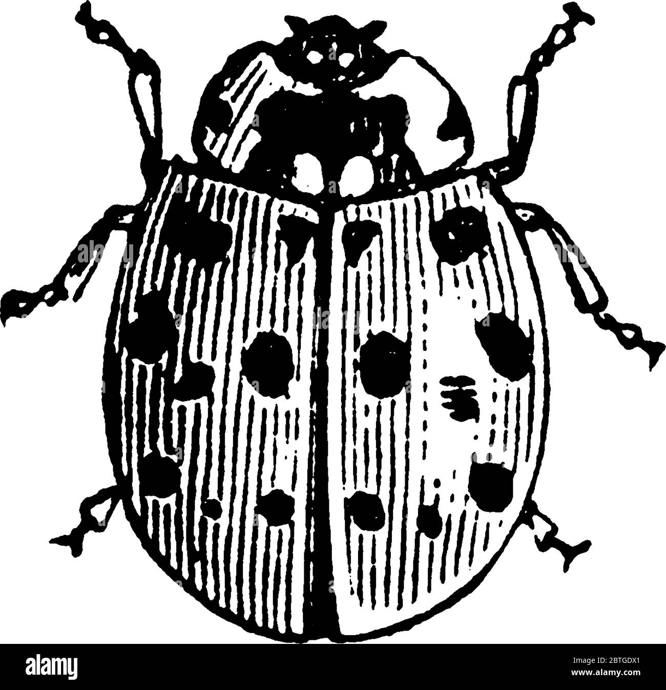 Ladybird is a very small insect having two wings with which it can fly ...