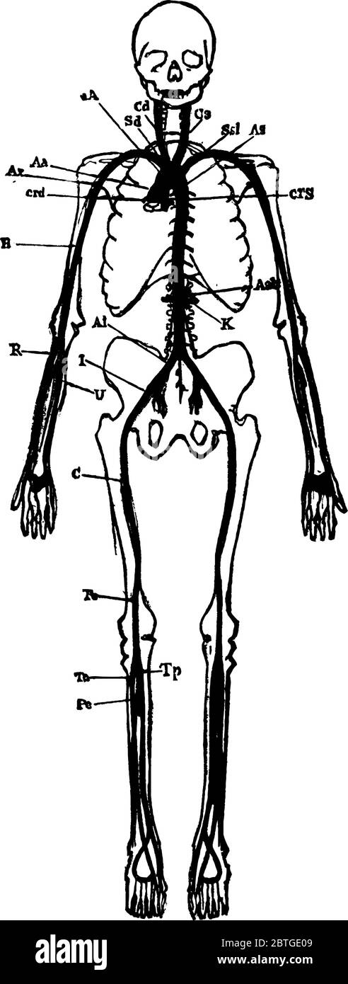 A typical representation of the main arteries of the human body, with ...