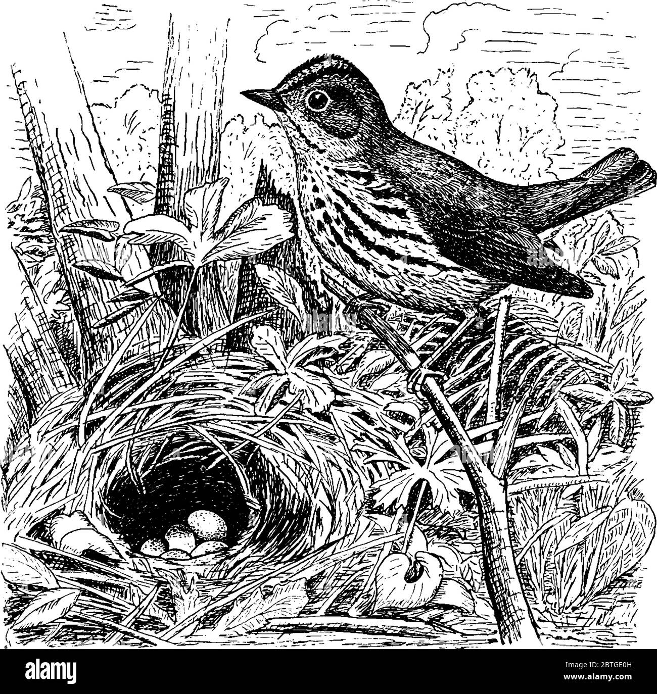 Bird sitting nest on Black and White Stock Photos & Images - Alamy