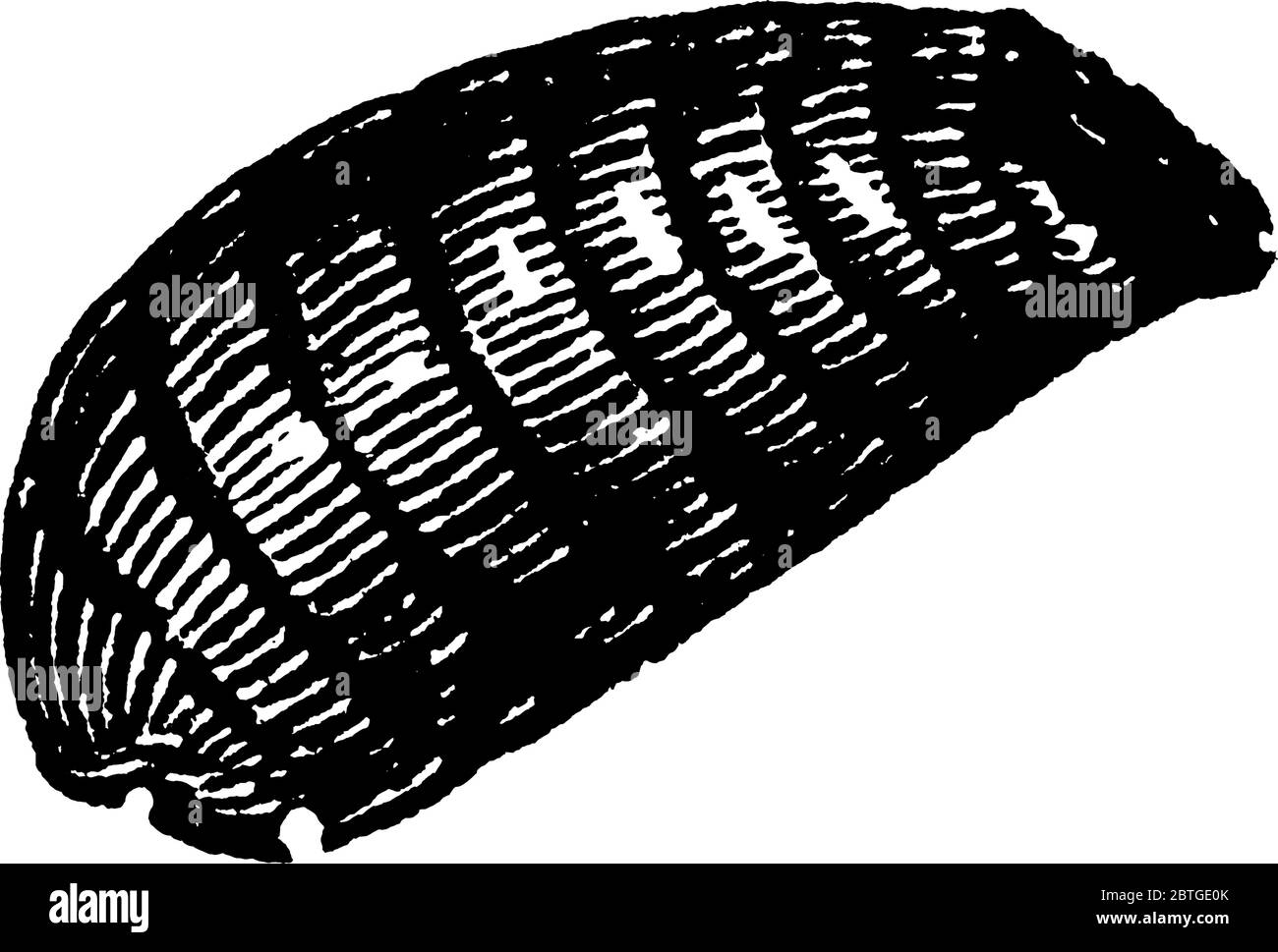 The enclosed puparium of the Sheep Bot Fly, is a fly in the Oestridae ...
