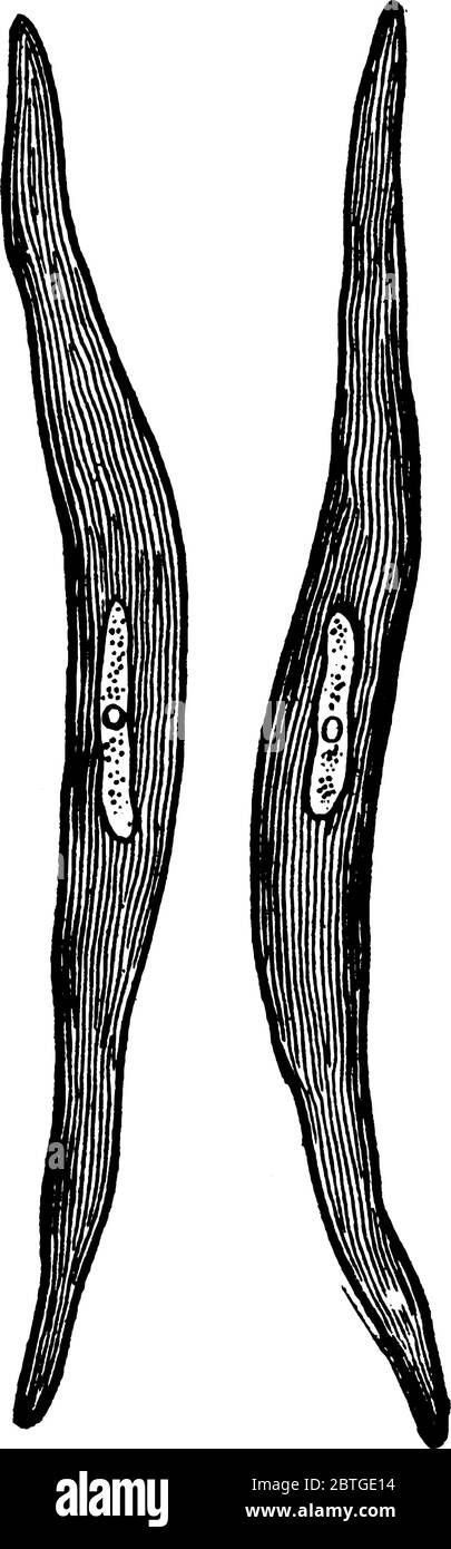 Muscle cells hi-res stock photography and images - Alamy