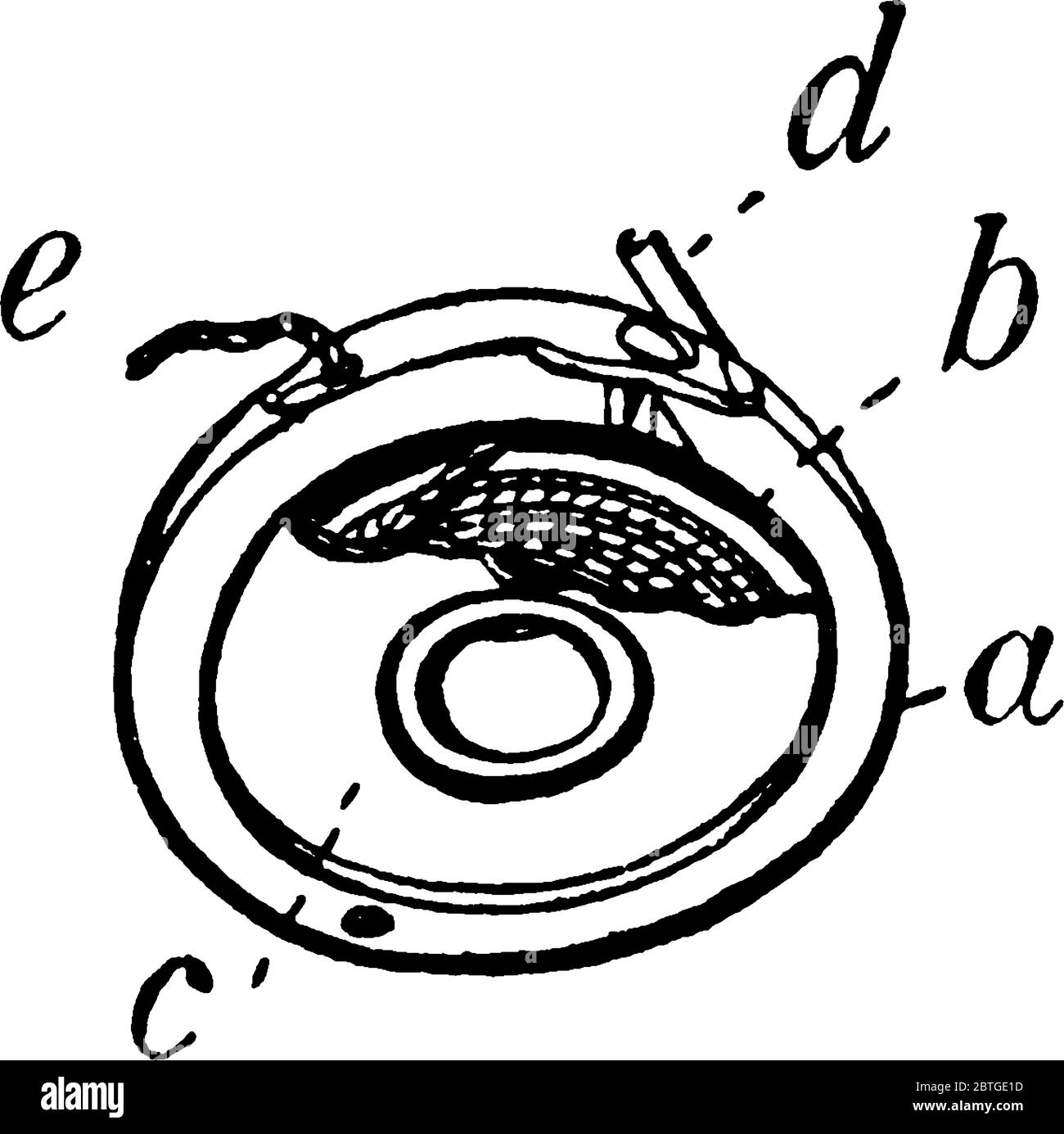 The parts, a is the bobbin case; c, bobbin; b, thread wound on bobbin ...