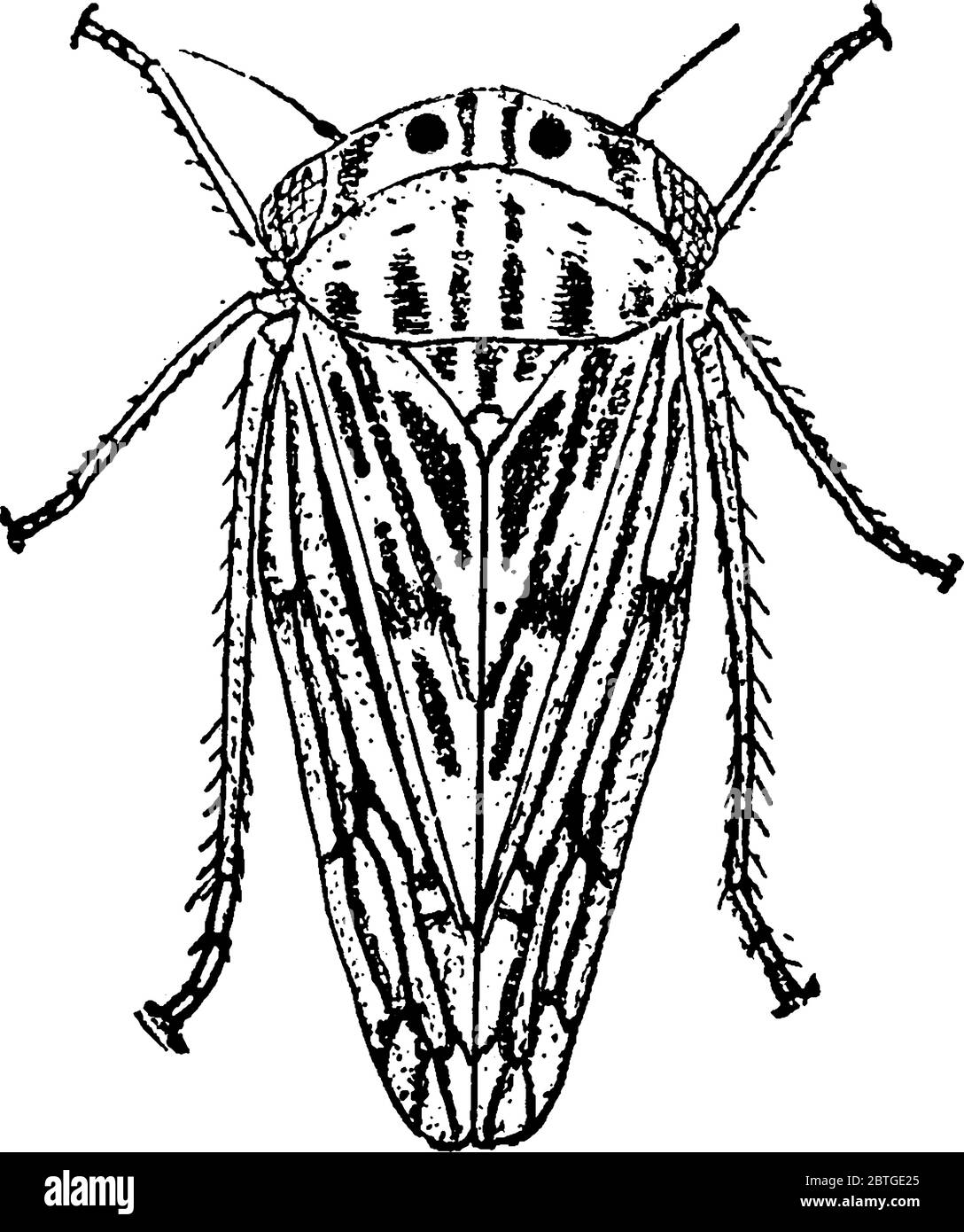 Jassid hi-res stock photography and images - Alamy