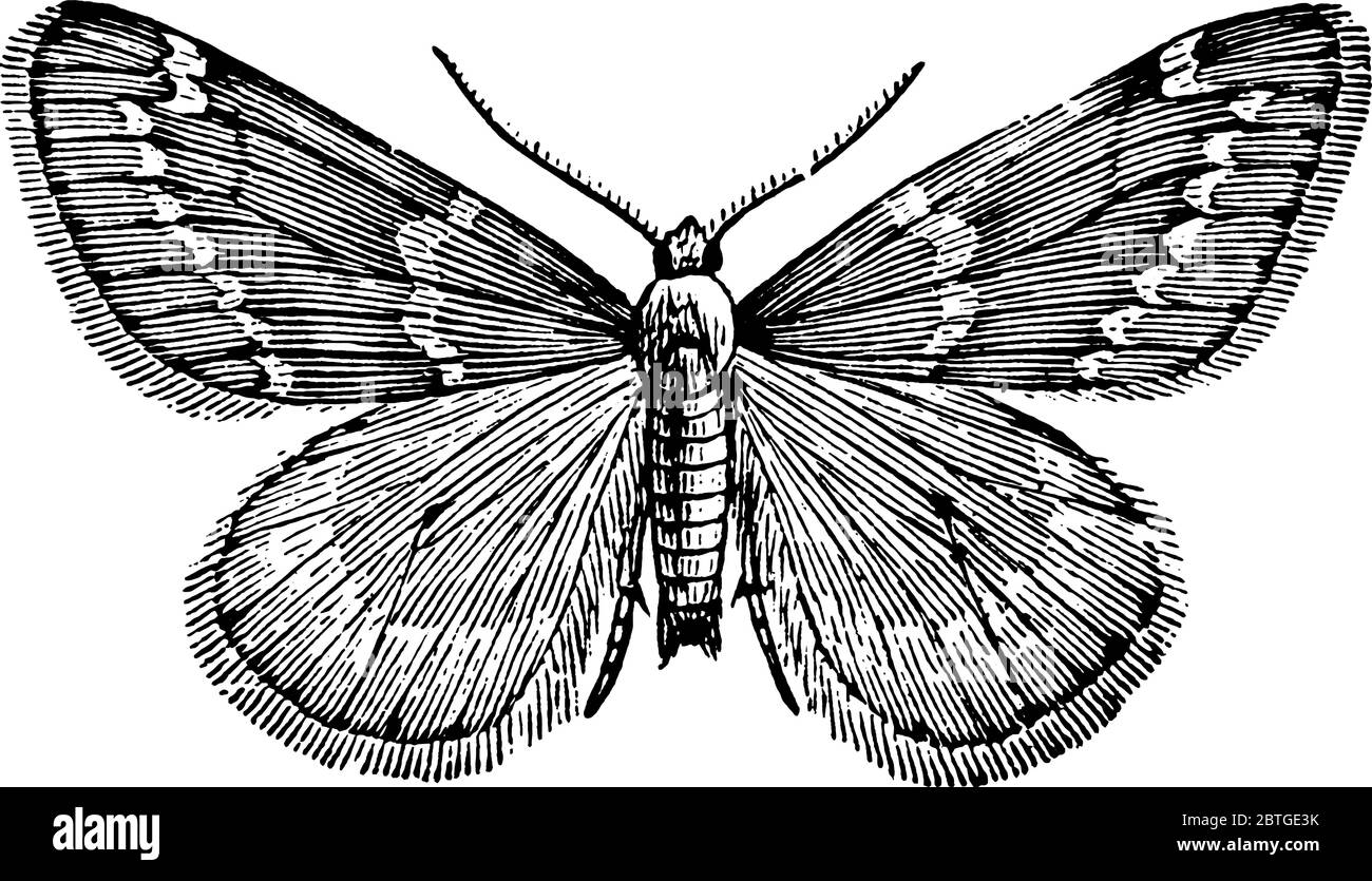 The picture depicts the species of a male moth, that are nocturnal ...