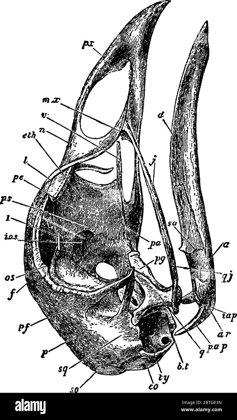 The skull of an adult fowl, where the temporal fossa is bridged over by ...