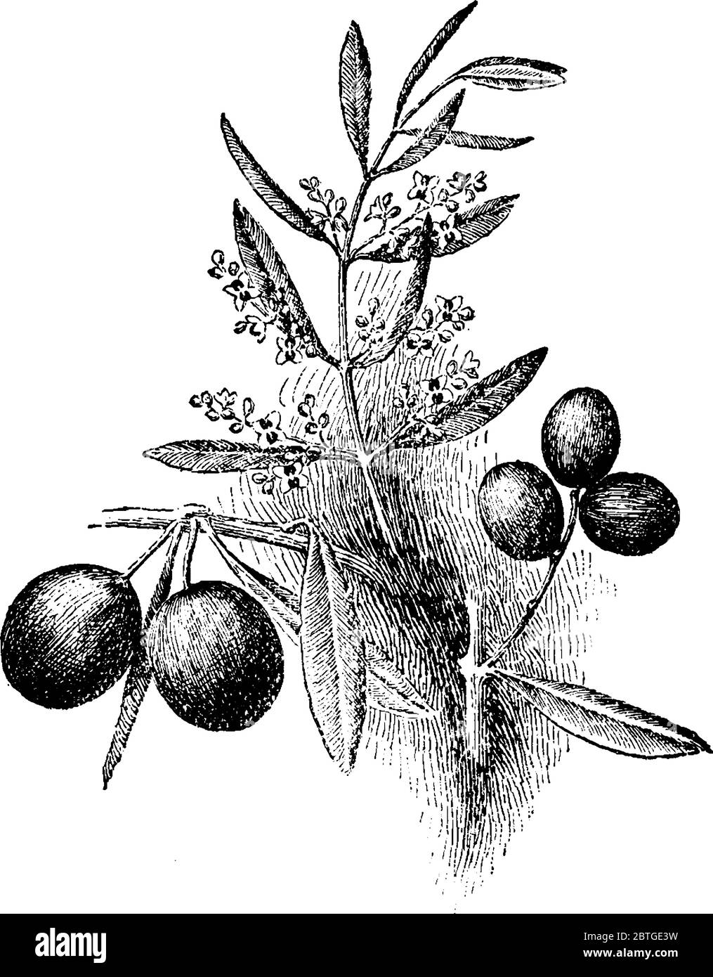 Olive branch plant line Black and White Stock Photos & Images - Alamy
