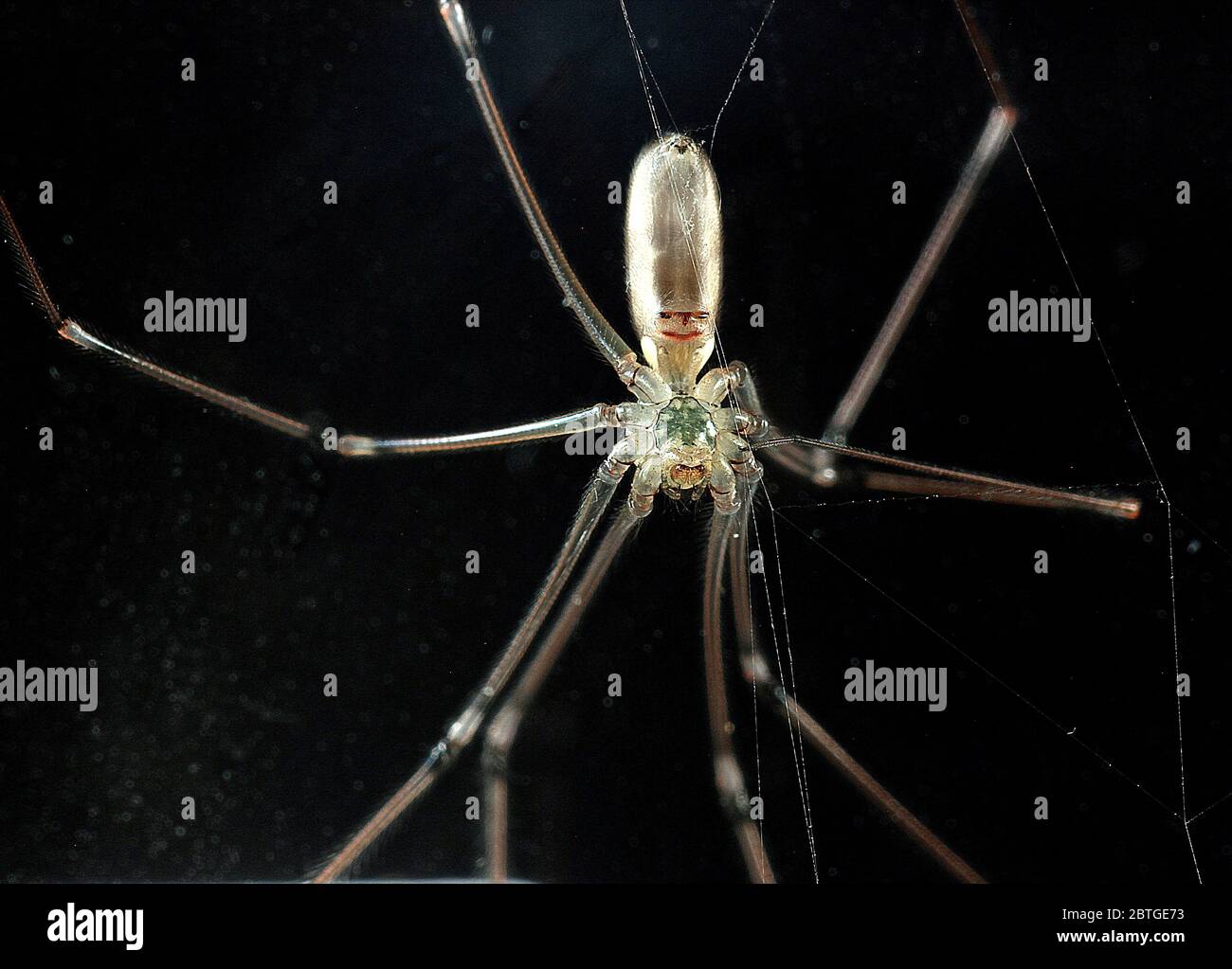 Cellar spider (Pholcus phalangioiders Stock Photo - Alamy