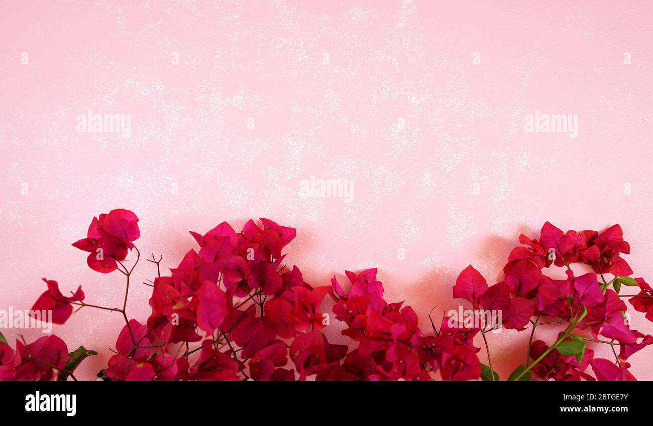 Tropical magenta bougainvillea flowers border on modern pink textured ...