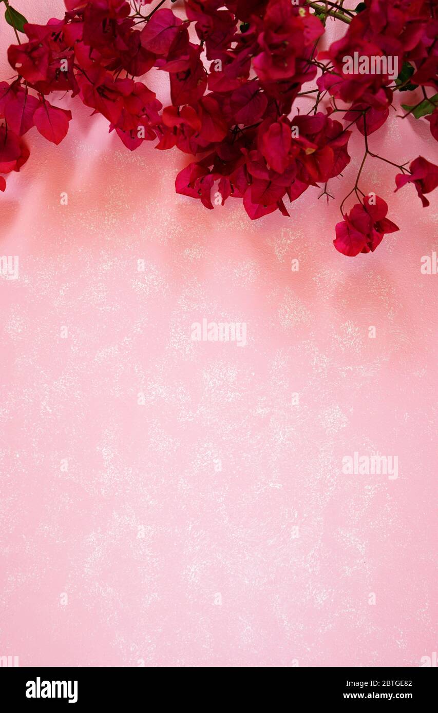 Tropical magenta bougainvillea flowers border on modern pink textured ...