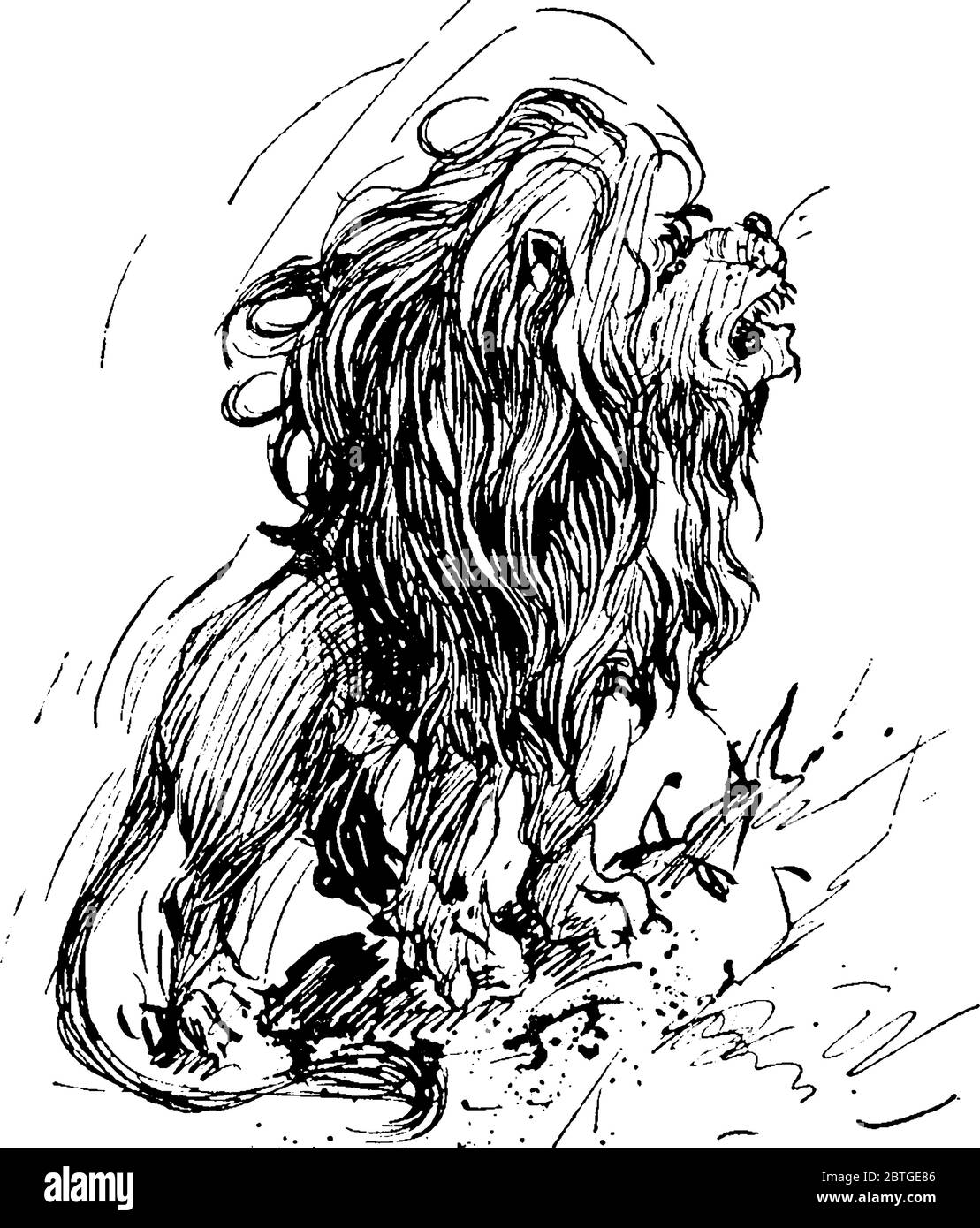 Lion Roaring Stock Vector Images Alamy