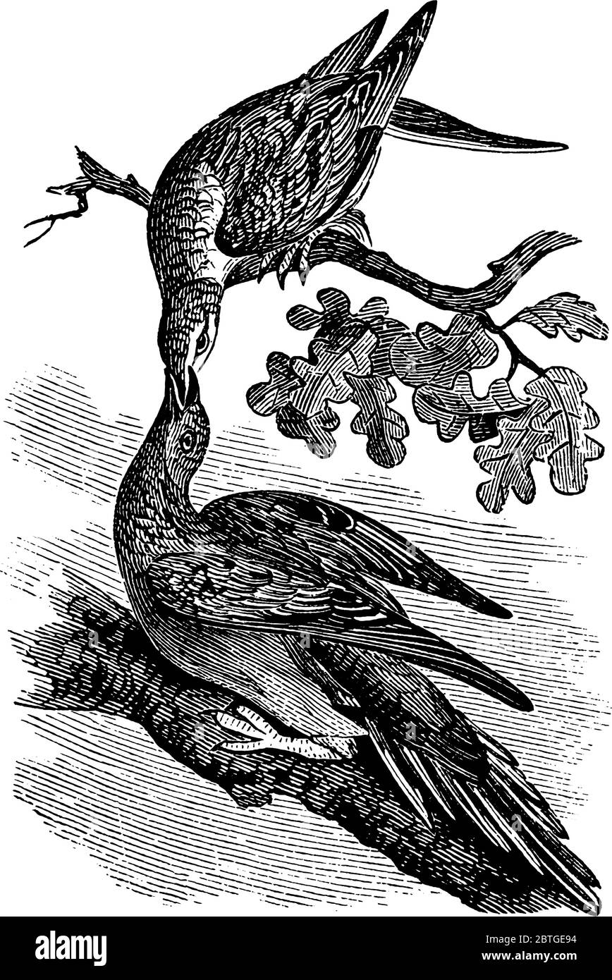 Two, passenger pigeons feeding by regurgitation, vintage line drawing ...
