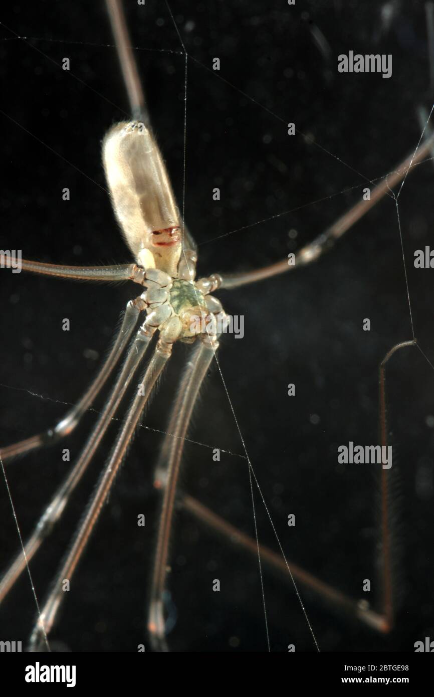 Cellar spider (Pholcus phalangioiders Stock Photo - Alamy