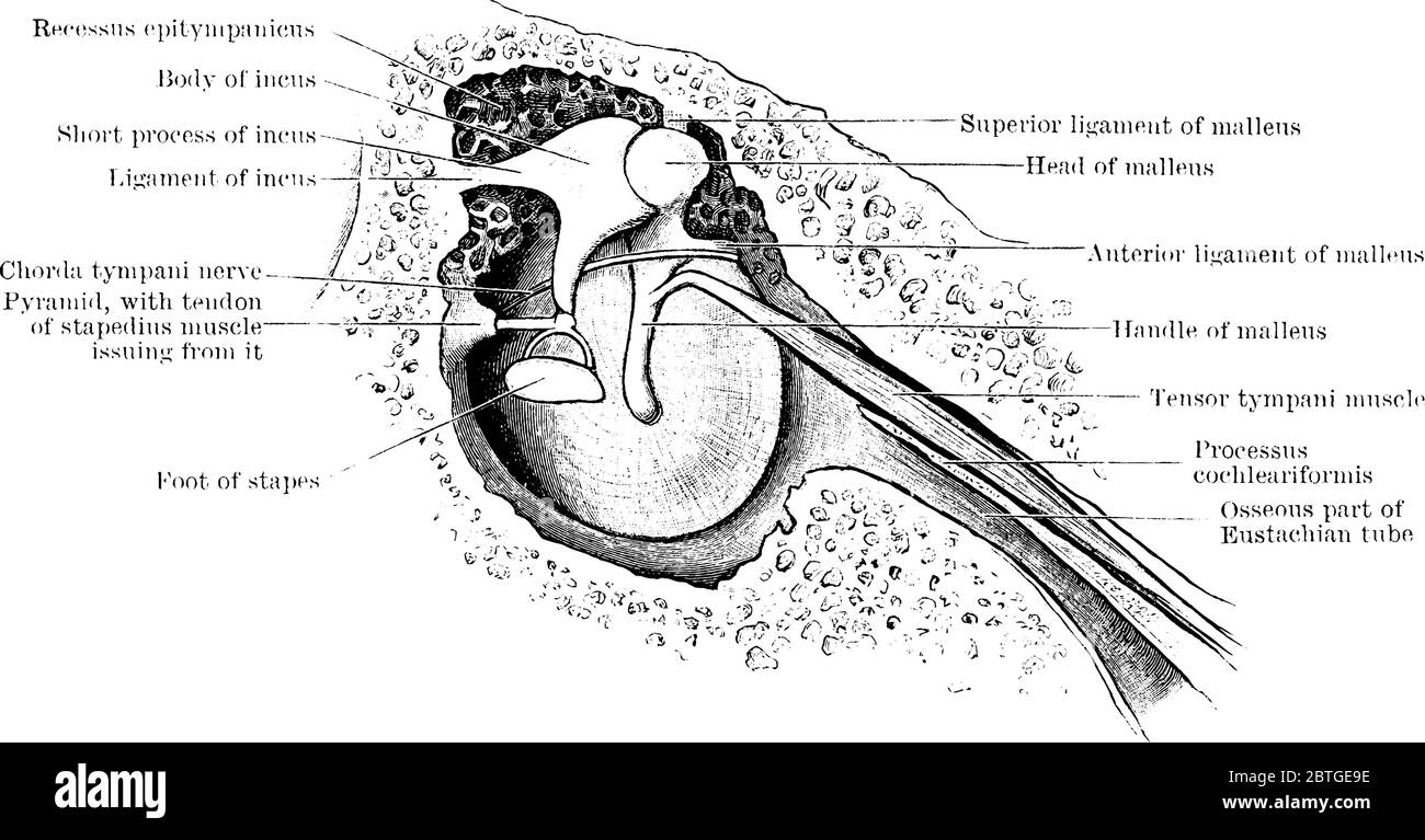 Labeled Tympanic Membrane