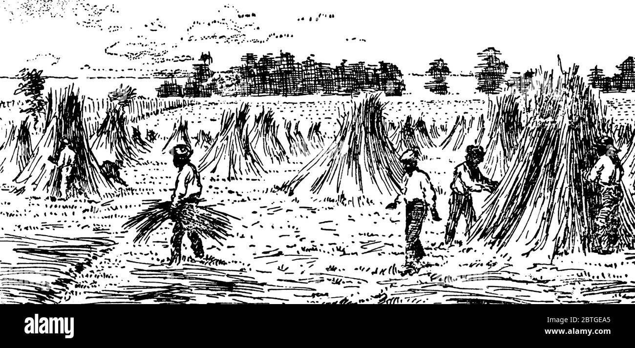 Piles of crop Stock Vector Images - Alamy