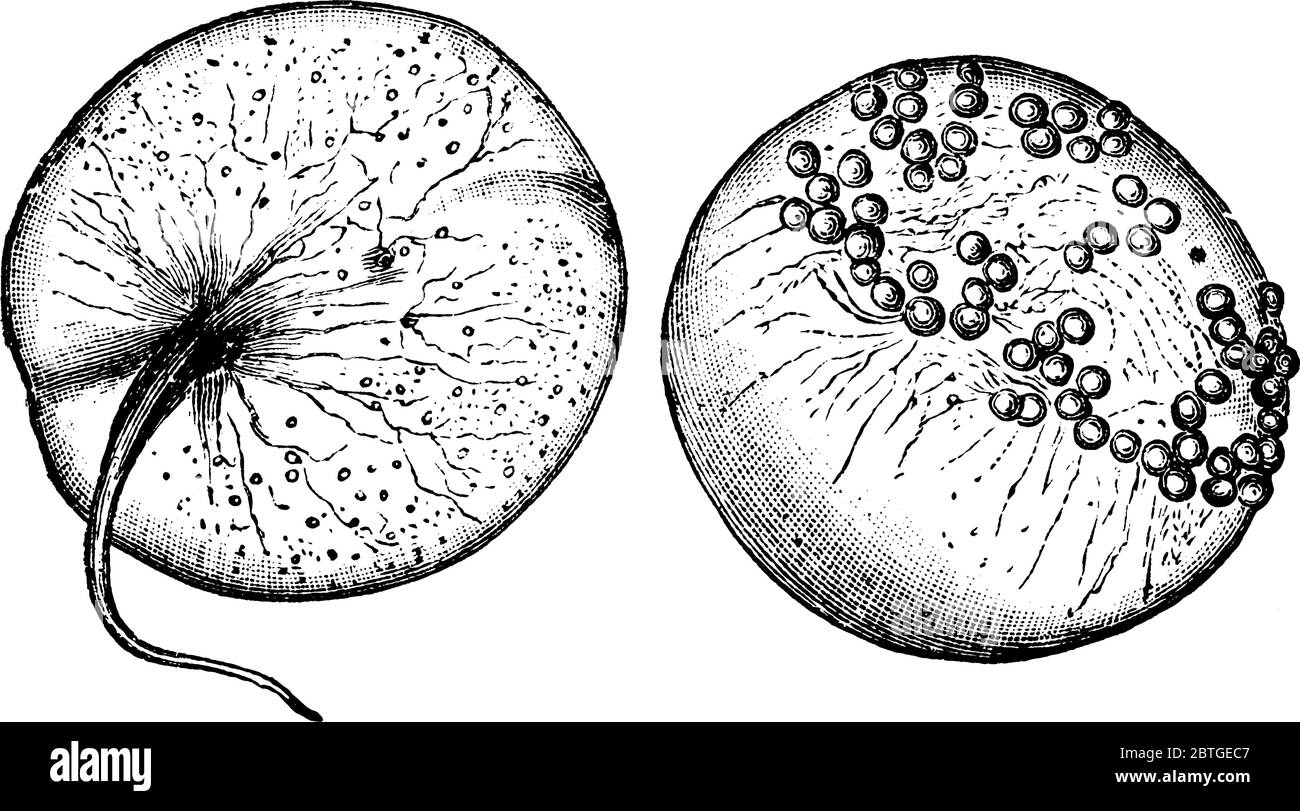 An illustration of Noticulales with buds, vintage line drawing or ...