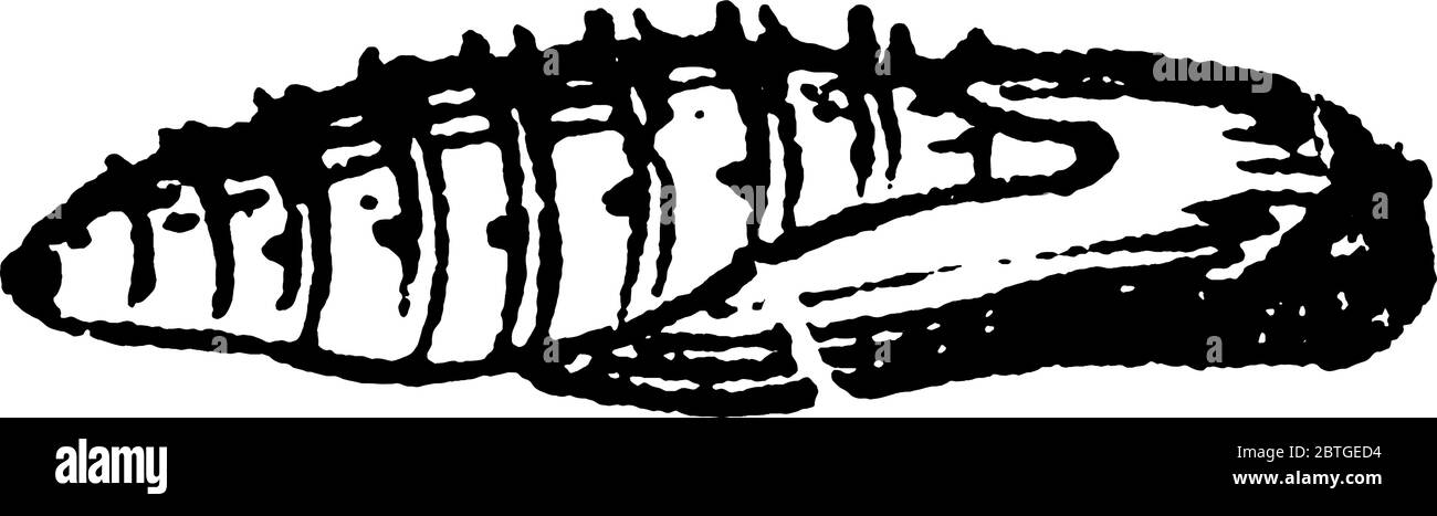 The pupa of the codling moth, Carpocapsa pomonella species with their ...