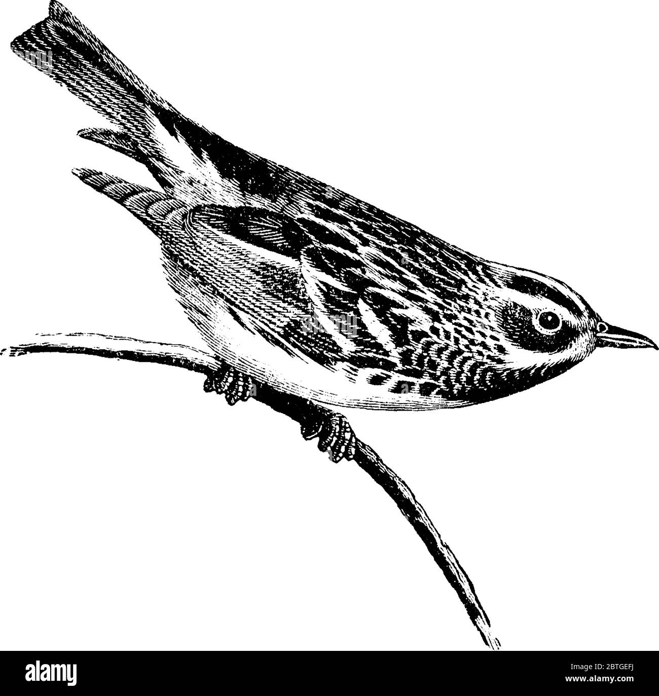 Black white illustration new Stock Vector Images - Alamy