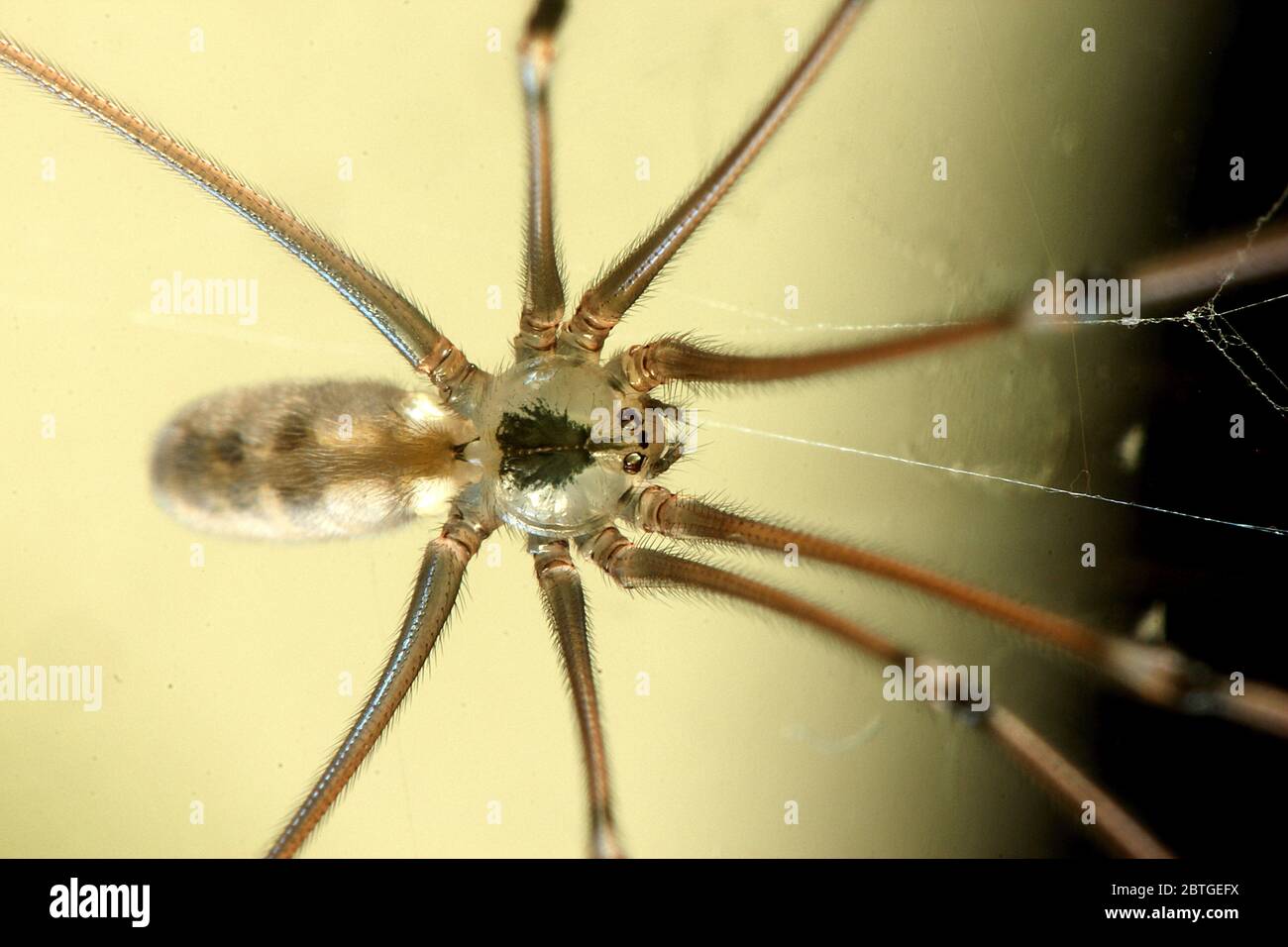 Cellar spider (Pholcus phalangioiders Stock Photo - Alamy