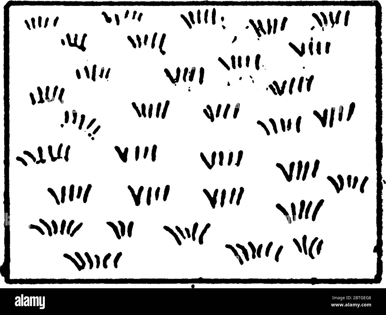 The typical representation of grasslands that appear in general on a ...