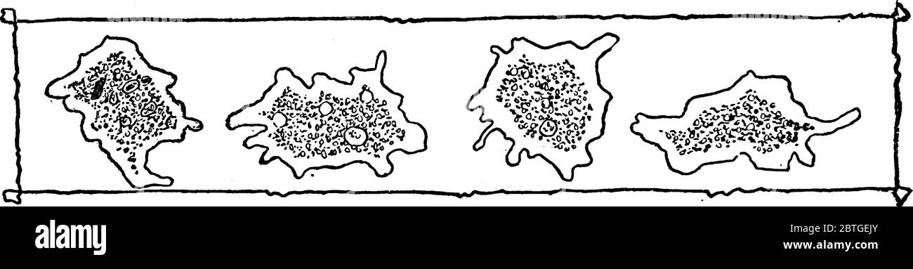 Image showing multiple amoebas each having its own nucleus, vintage ...