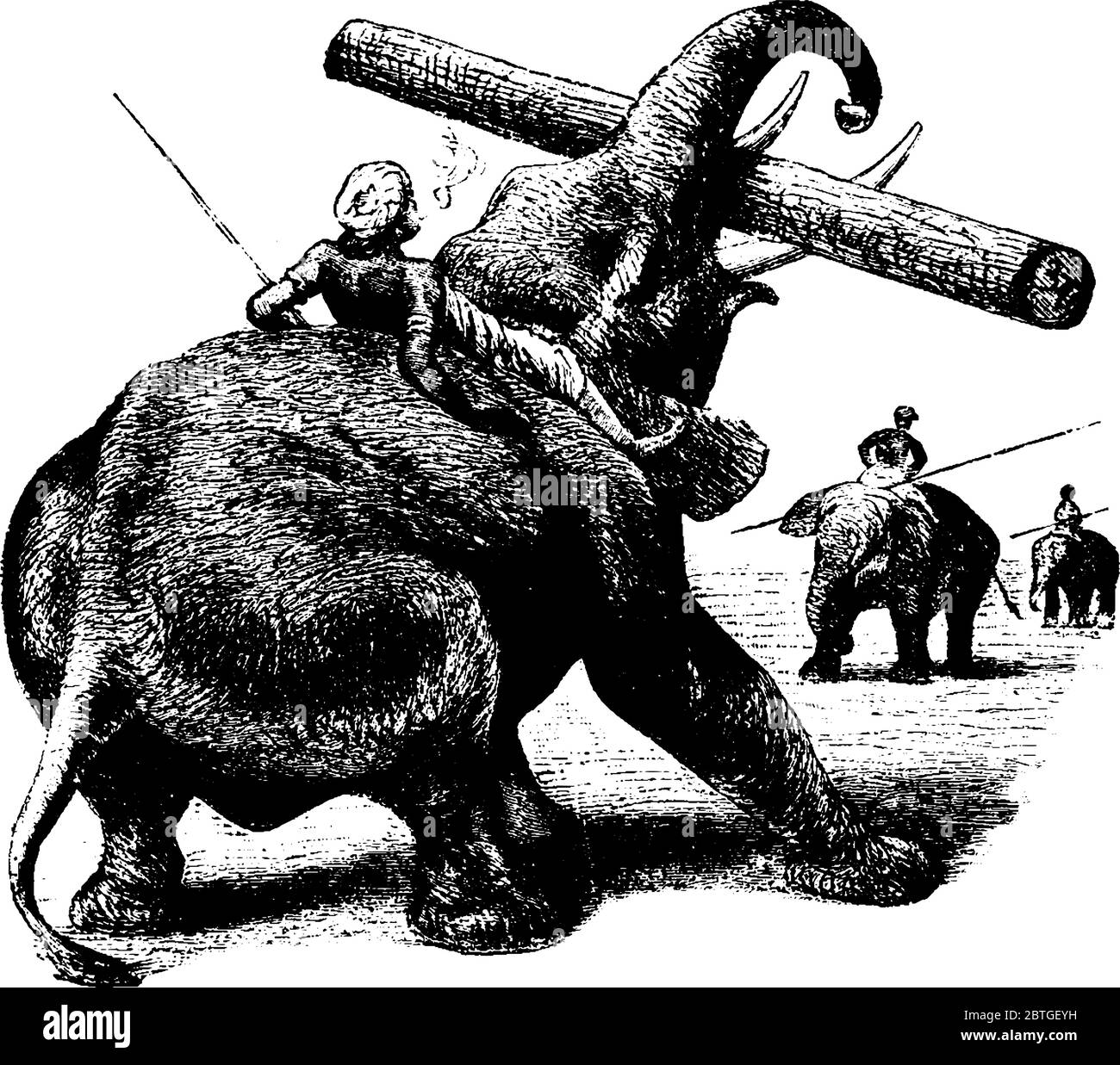 A mahout riding an elephant with large ears, pillar like legs, lifting ...