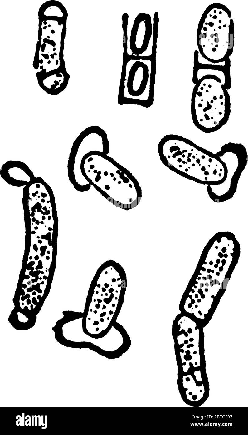 A typical representation of the successive stages in the germination of ...