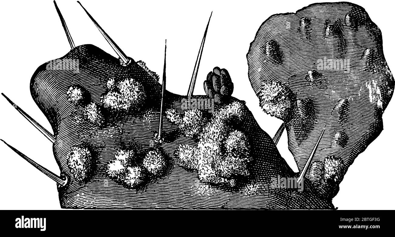 Cochineal, Coccus Cacti(now known to be an unrelated scale insect of ...