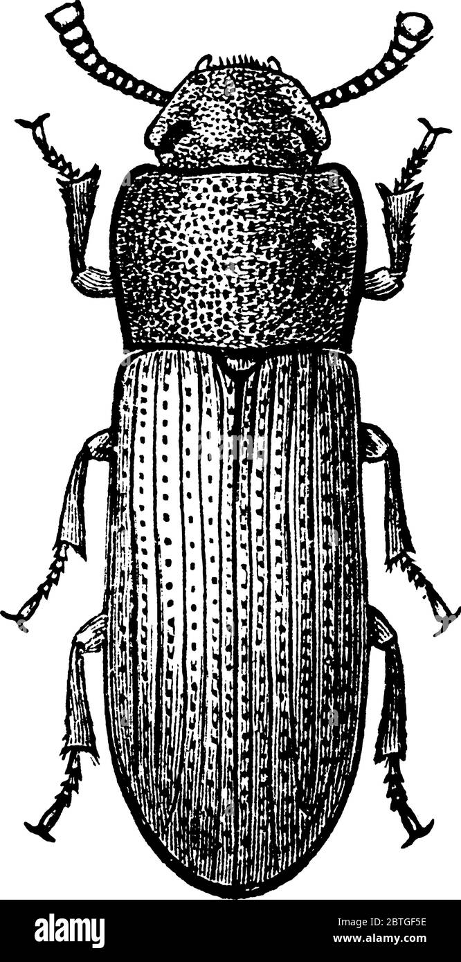 Adult body of Tribolium cofusum species, vintage line drawing or ...