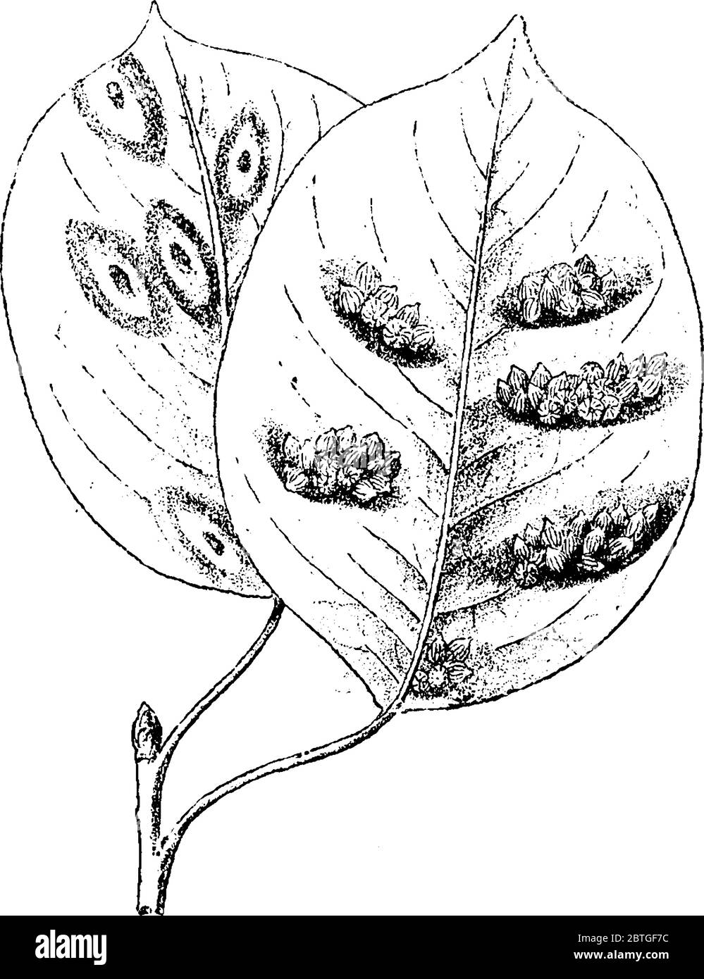 Leaves and fungus Black and White Stock Photos & Images - Alamy