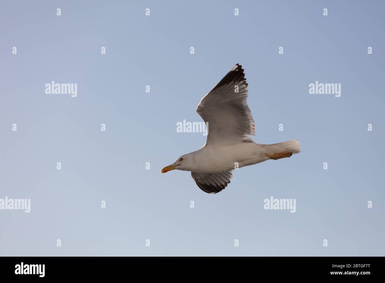 Seagull flying in blue background daytime Stock Photo - Alamy