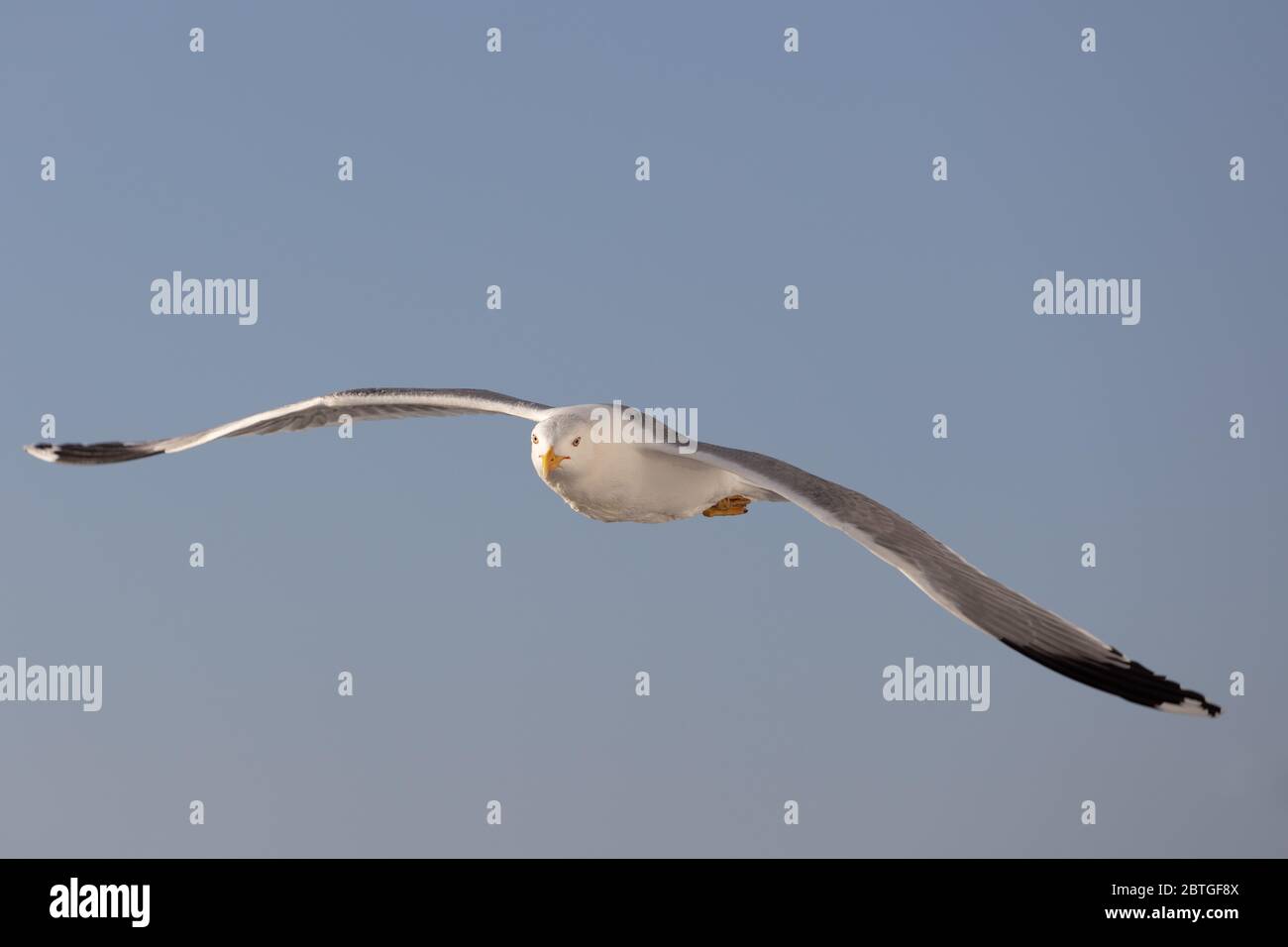 Seagull flying in blue background daytime Stock Photo - Alamy