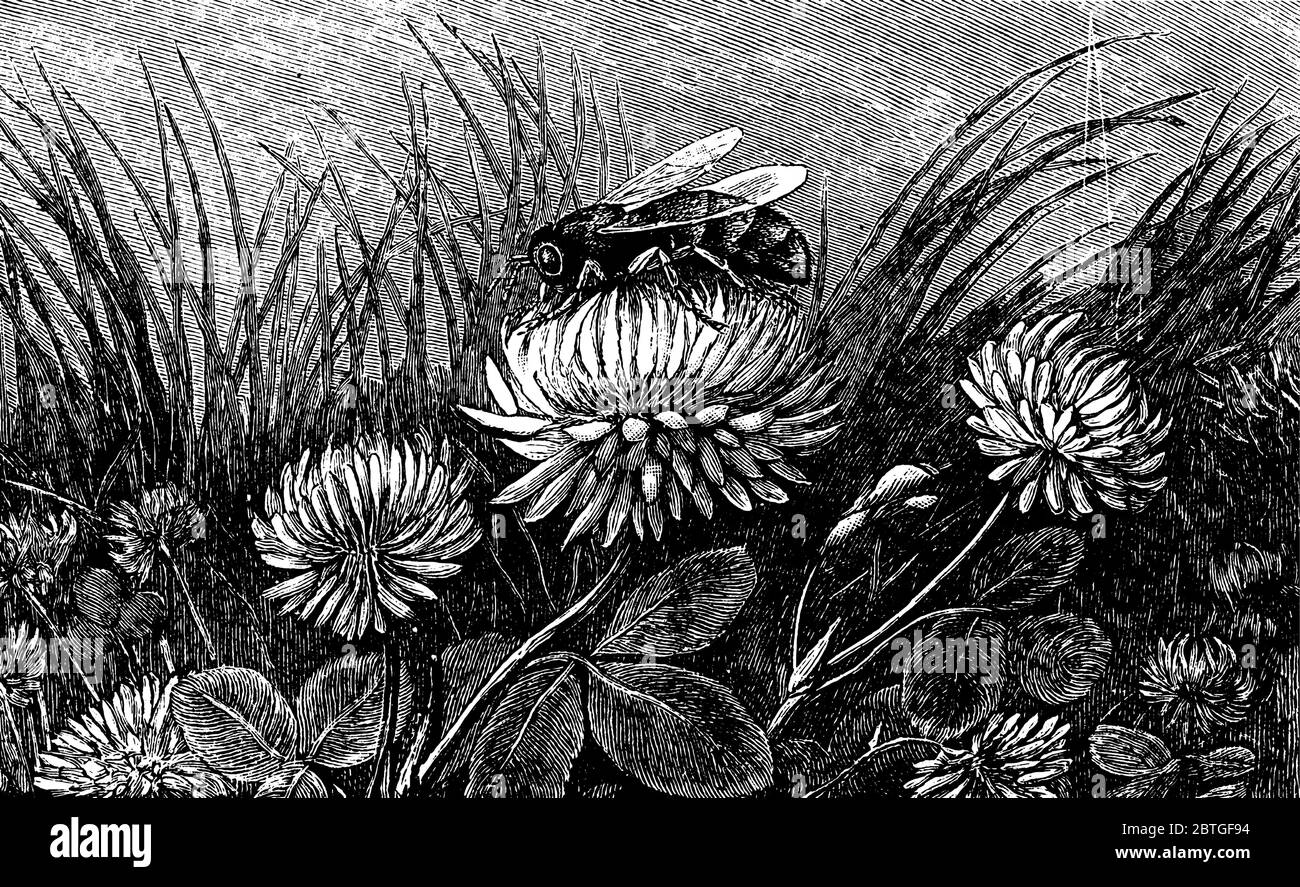 A typical representation of a bee collecting nectar and pollen from the ...