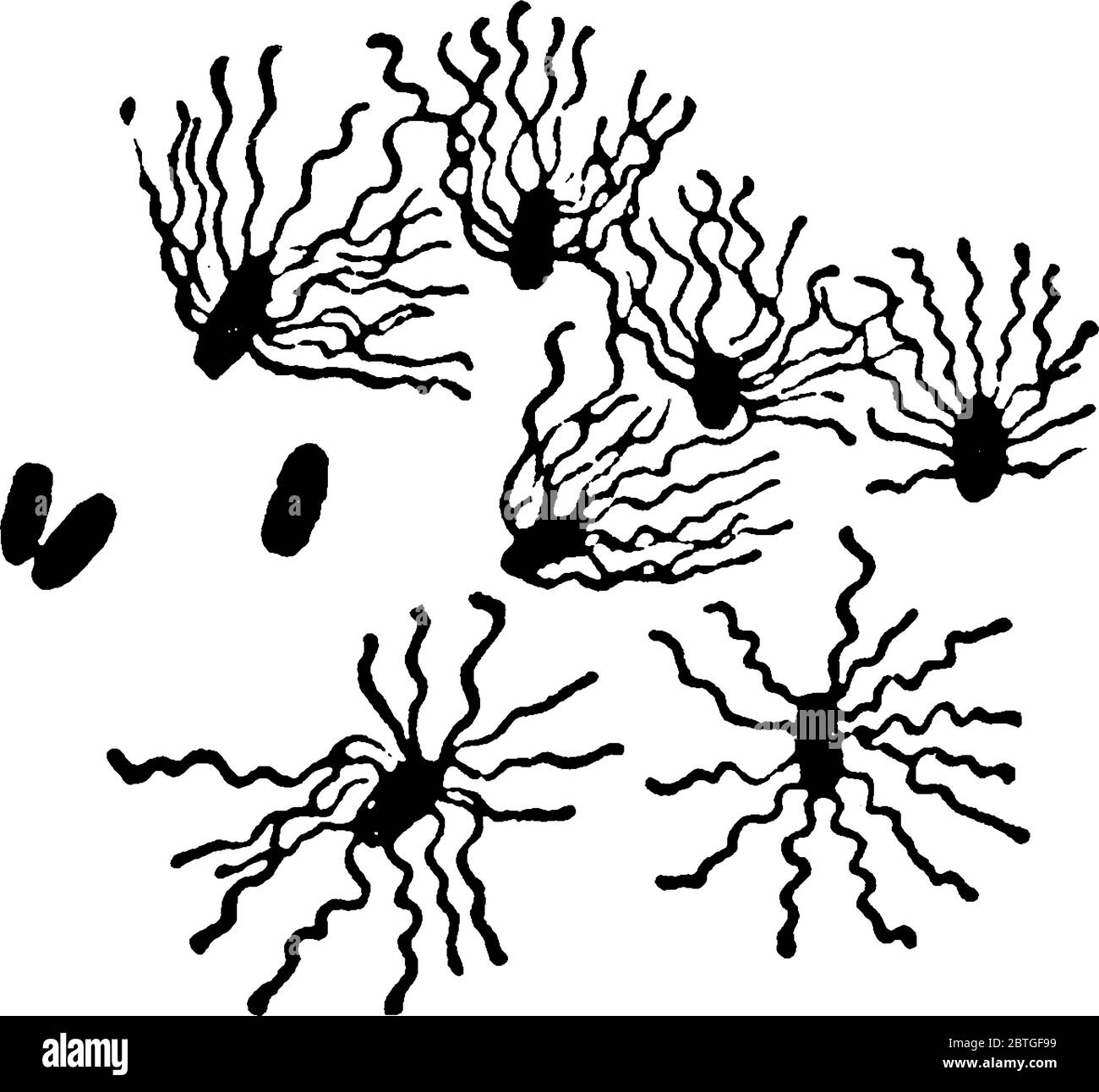 A typical representation of the motile and rod-shapedbacteria, Bacillus ...