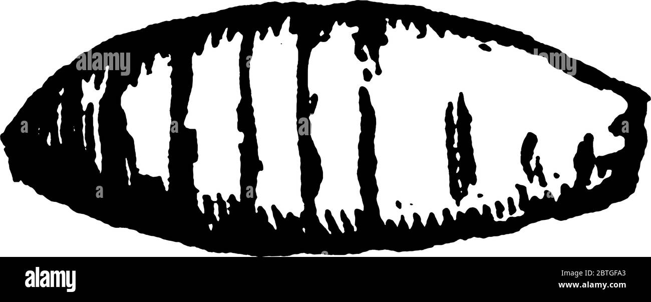 The pupa of an Onion Maggot that is large and bulky, vintage line ...